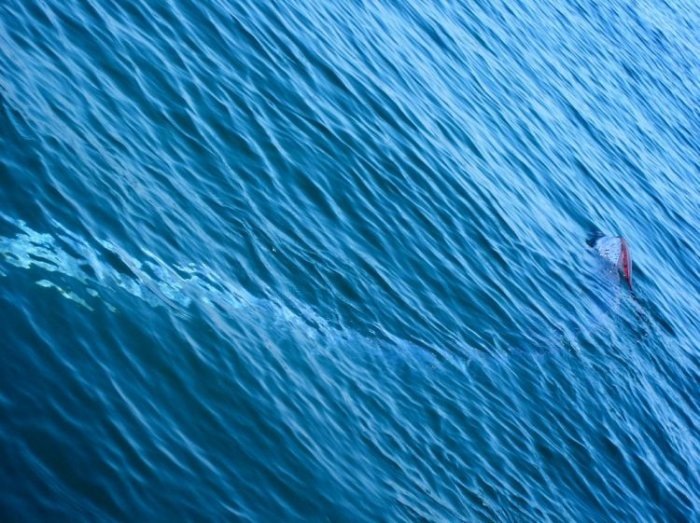 Oarfish: The longest fish in the world | Amusing Planet